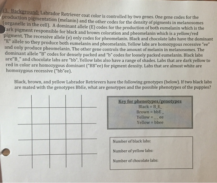 Solved Labrador Retriever coat color is controlled by two | Chegg.com