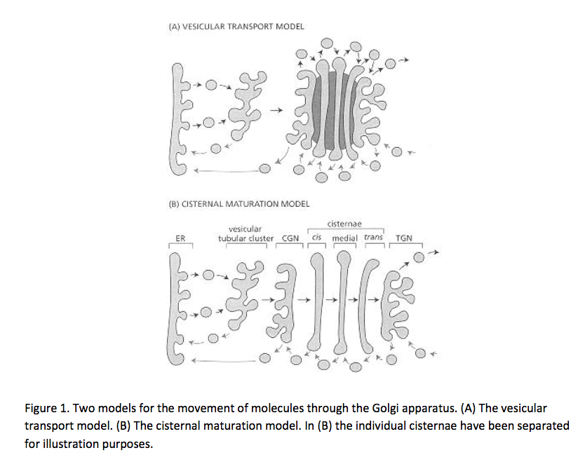 Solved Two extreme models – vesicular transport and | Chegg.com