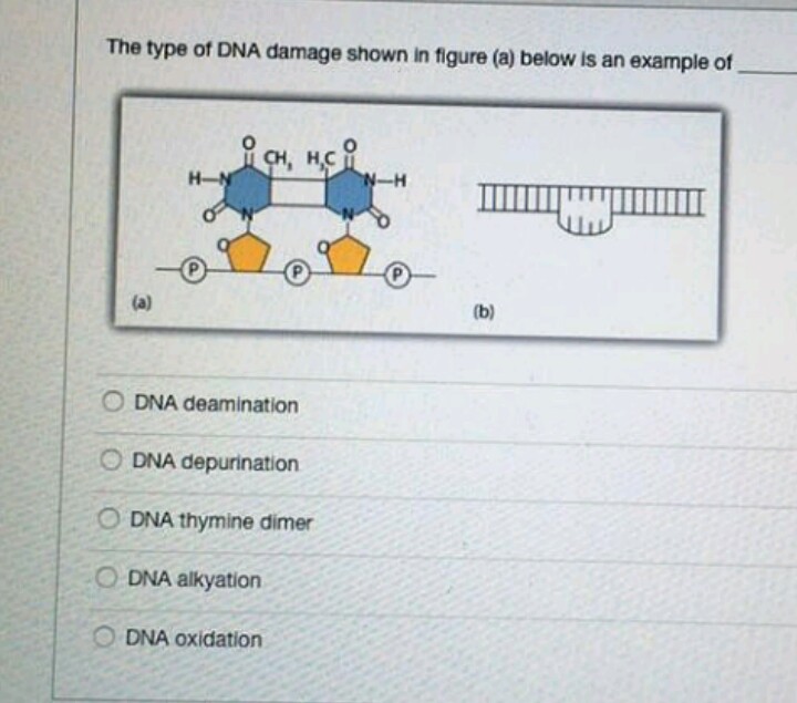 Solved The type of DNA damage shown in figure (a) below is | Chegg.com