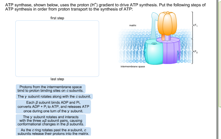 Solved ATP synthase, shown below, uses the proton (H+) | Chegg.com