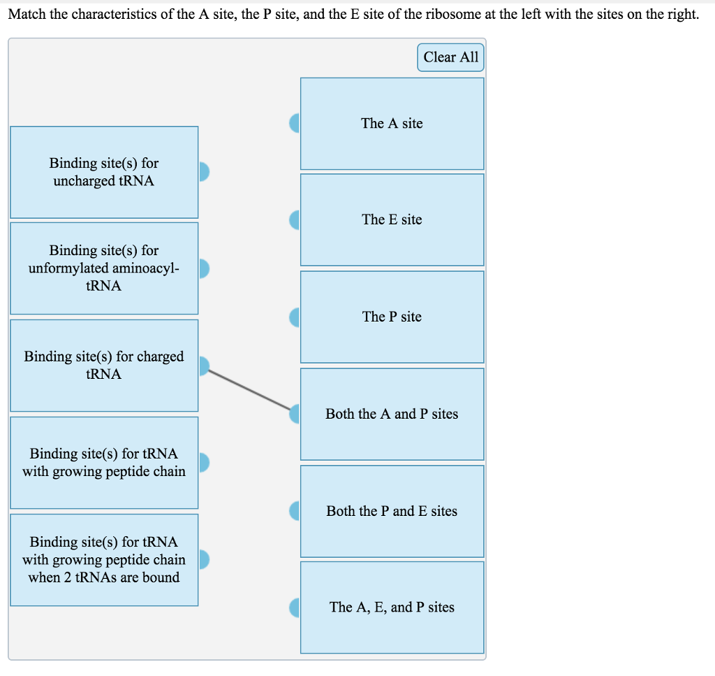 Solved Match the characteristics of the A site, the P site, | Chegg.com