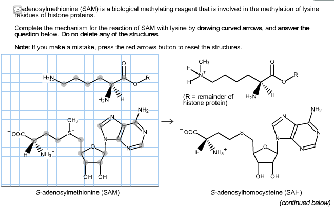 Solved methionine (SAM) is a biological methylating reagent | Chegg.com