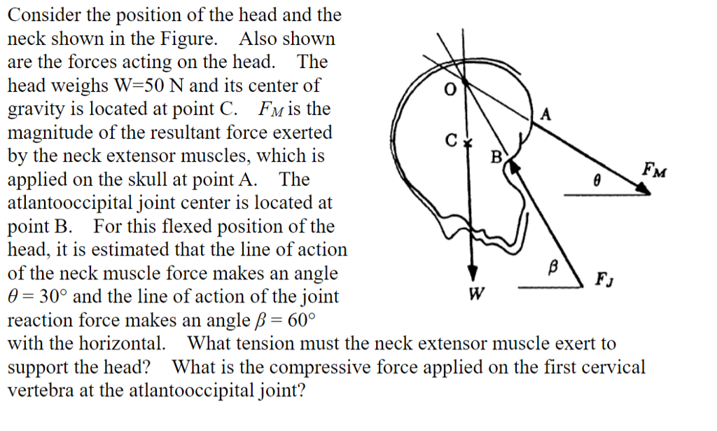 Solved Consider the position of the head and the neck shown | Chegg.com