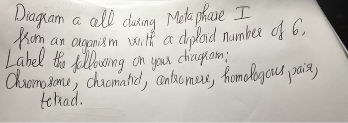 Solved Diagram a all dusing Metaphase I from an arganism | Chegg.com