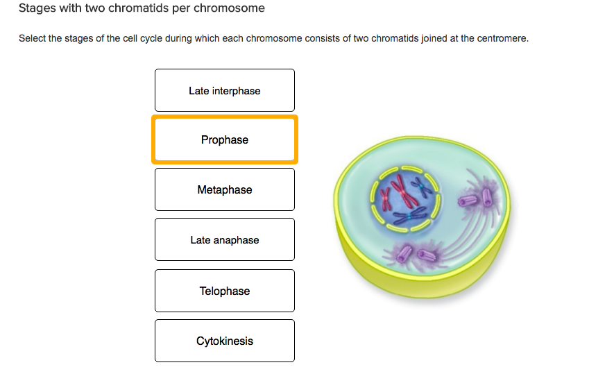 Solved Stages with two chromatids per chromosome Select the | Chegg.com