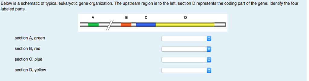 Solved Below is a schematic of typical eukaryotic gene | Chegg.com