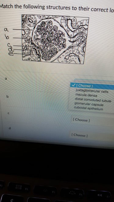 Solved Match the following structures to their correct lo | Chegg.com
