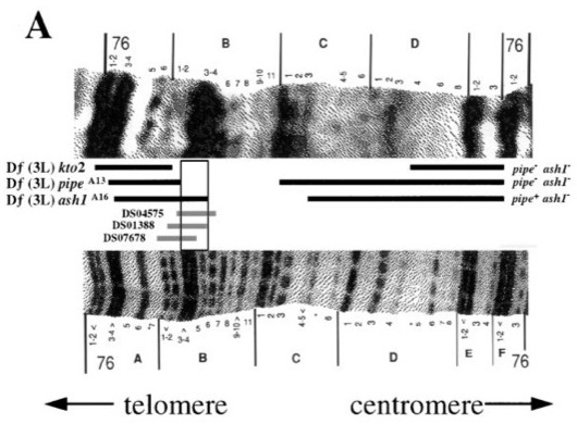 Solved During the cloning of the pipe gene, what was the | Chegg.com