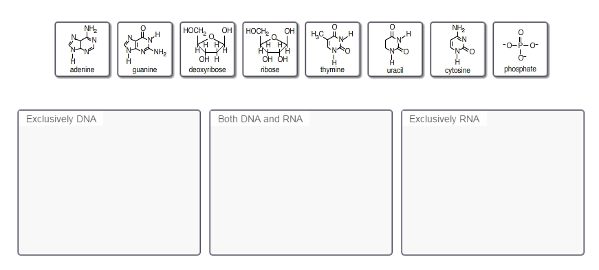 Solved Sort the parts of a nucleic acid according to whether | Chegg.com