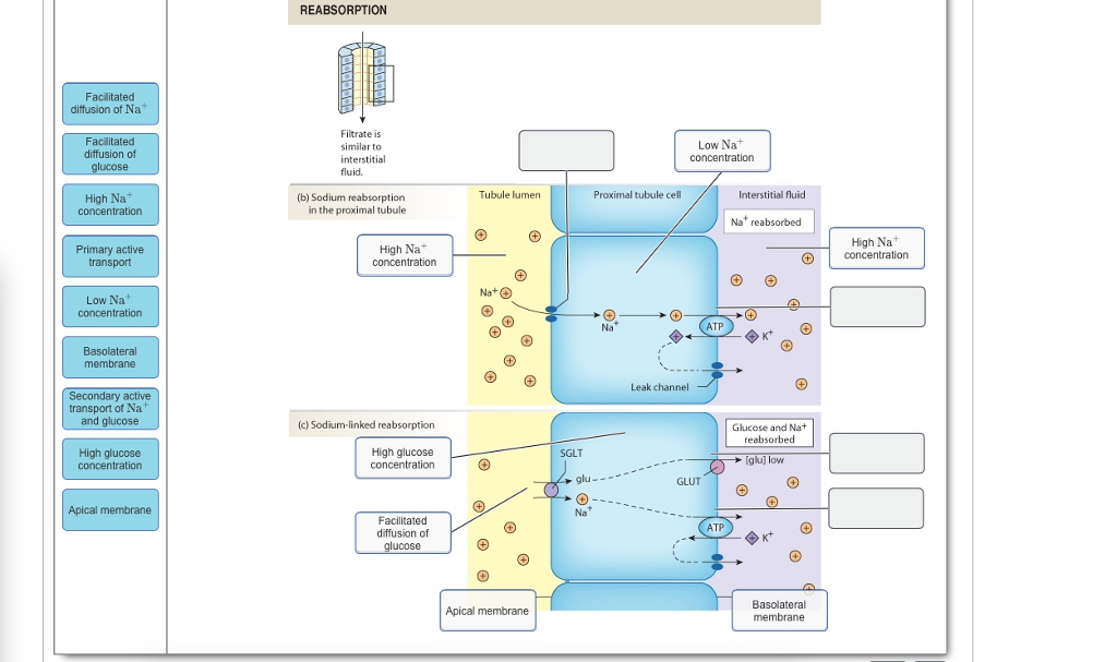Solved REABSORPTION Facilitatecd diffusion of Na Facilitated | Chegg.com