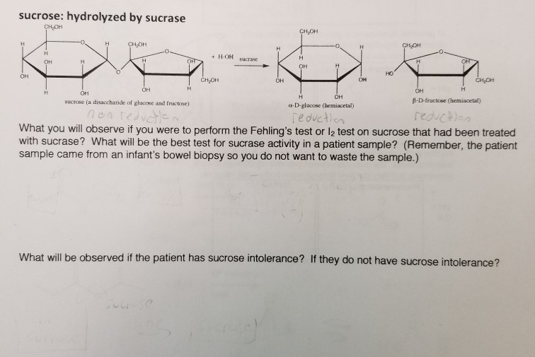 Solved sucrose: hydrolyzed by sucrase CHgOH + HO sucrase ?? | Chegg.com