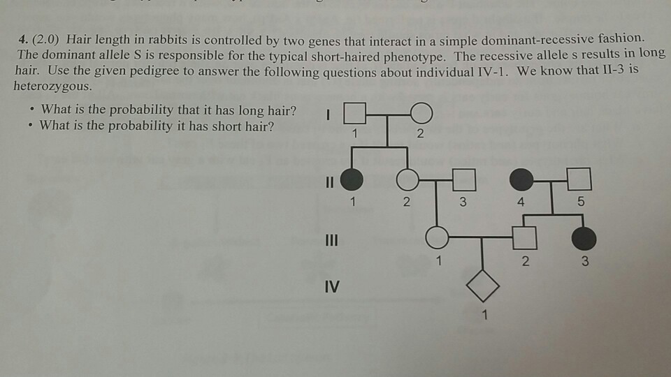 Solved Hair length in rabbits is controlled by two genes | Chegg.com