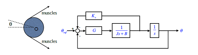 Solved muscles C0 1 ref Js + B muscles | Chegg.com
