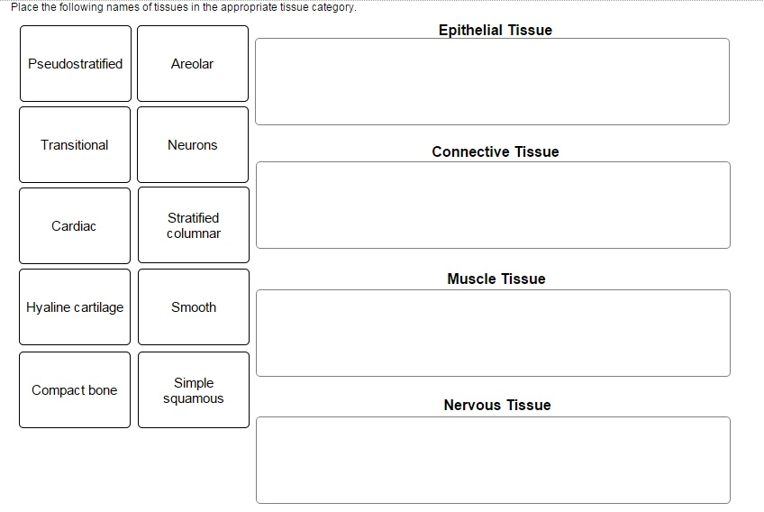 Solved Place the following names of tissues in the | Chegg.com