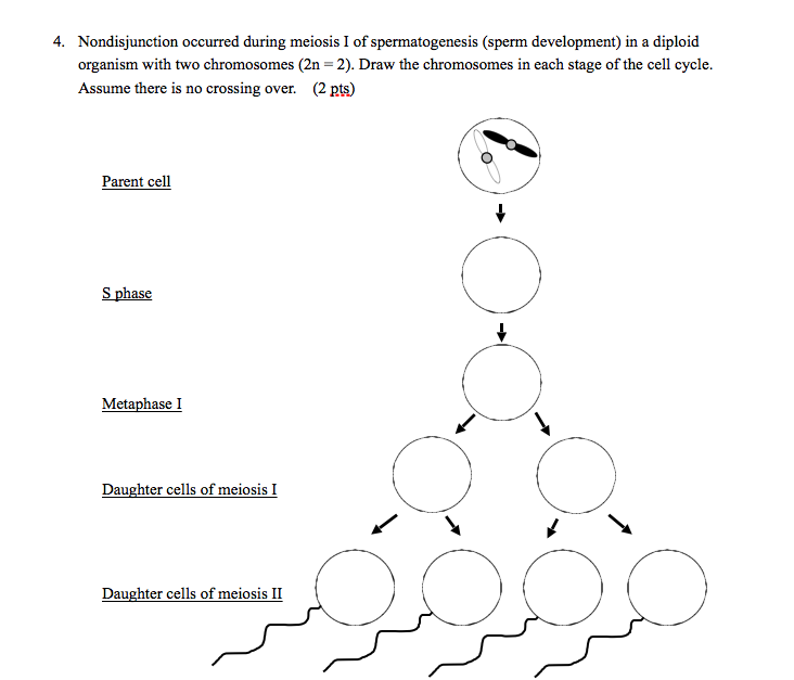 Solved Nondisjunction occurred during meiosis I of | Chegg.com