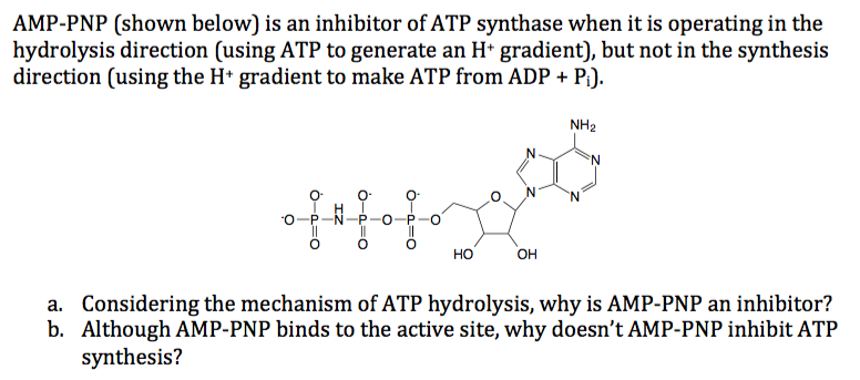 Solved AMP-PNP (shown below) is an inhibitor of ATP synthase | Chegg.com