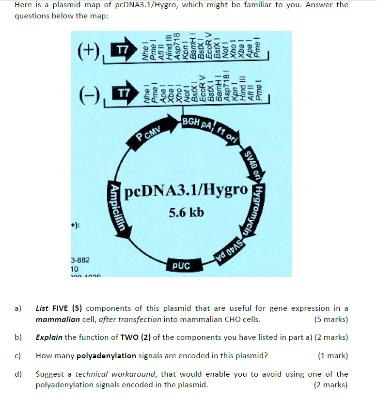 Solved Here is a plasmid map of pcDNA3.1/Hygro, which might | Chegg.com