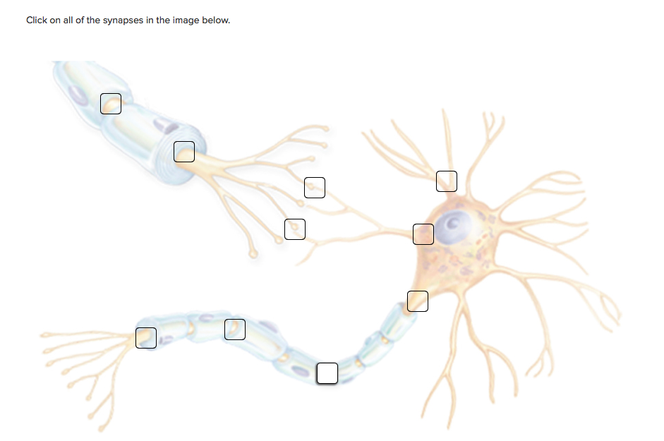 Click on all of the synapses in the image below | Chegg.com