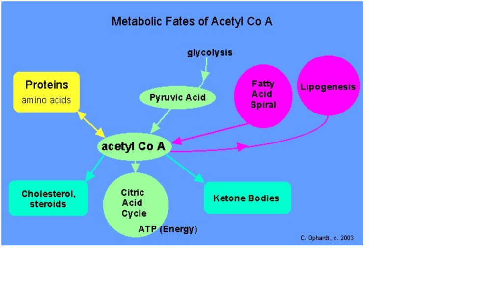 Solved Multiple choice 1.) Acetyl CoA is produced from | Chegg.com