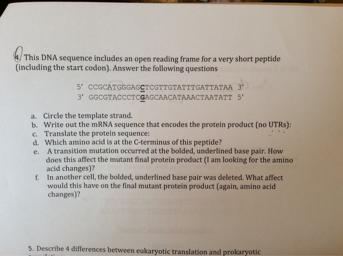 Solved This DNA sequence includes an open reading frame for | Chegg.com
