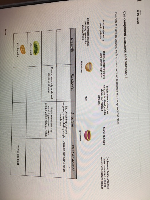 Solved Complete the table by dragging each structure name or | Chegg.com