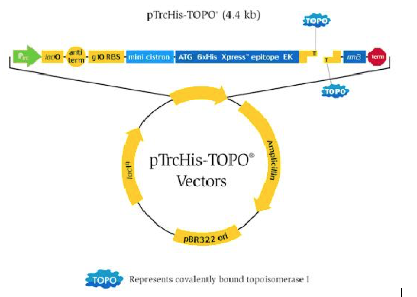 Solved 1) Using the map of a prokaryotic expression vector | Chegg.com