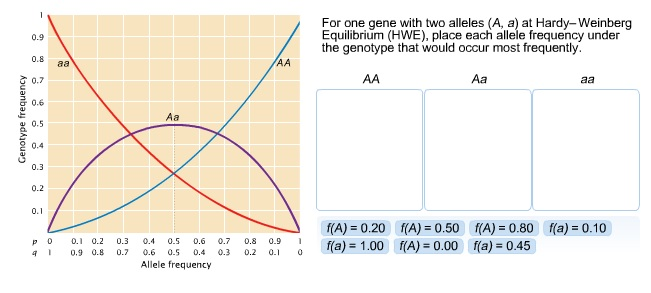Solved For one gene with two alleles (A, a) at | Chegg.com