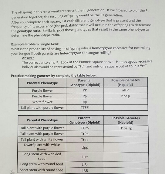 Solved he Fi generation. If we crossed two of the F1 The | Chegg.com