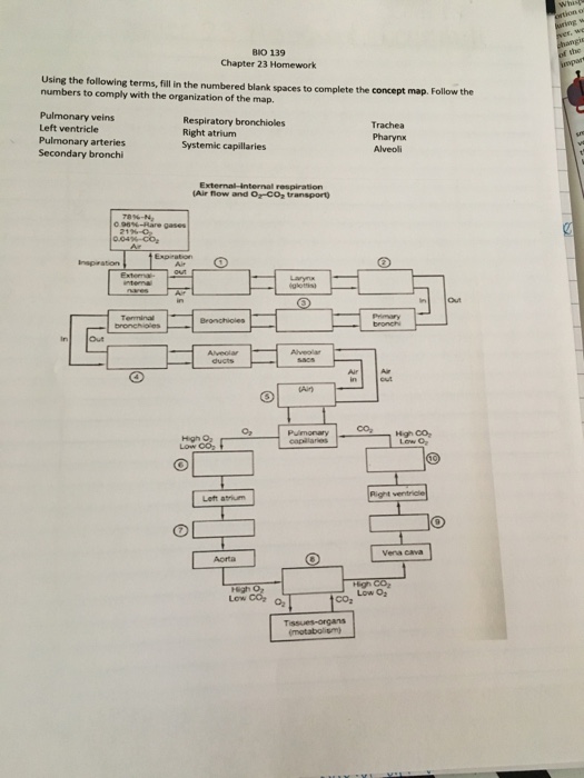 Solved Using the following terms, fill in the numbered blank | Chegg.com