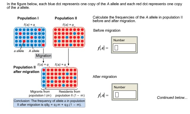 Solved Calculate the frequencies of the A allele in | Chegg.com