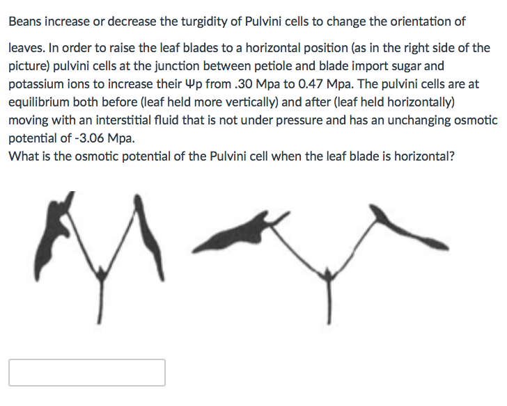 Beans increase or decrease the turgidity of Pulvini | Chegg.com