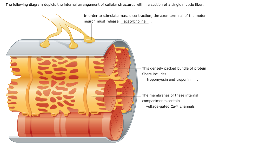 Axon Terminal Muscle