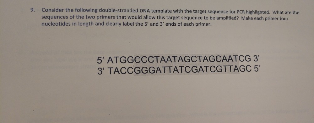 Solved Consider the following double-stranded DNA template | Chegg.com