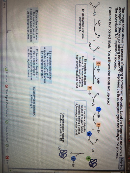 Solved The image below shows the process of tagging a | Chegg.com