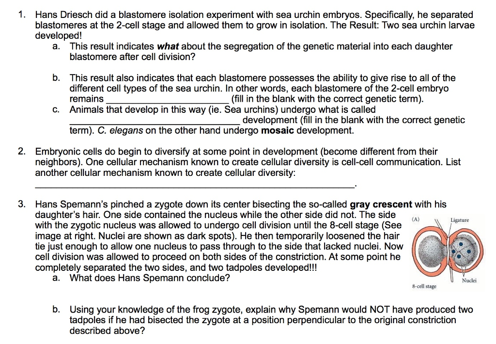 Solved Hans Driesch did a blastomere isolation experiment | Chegg.com