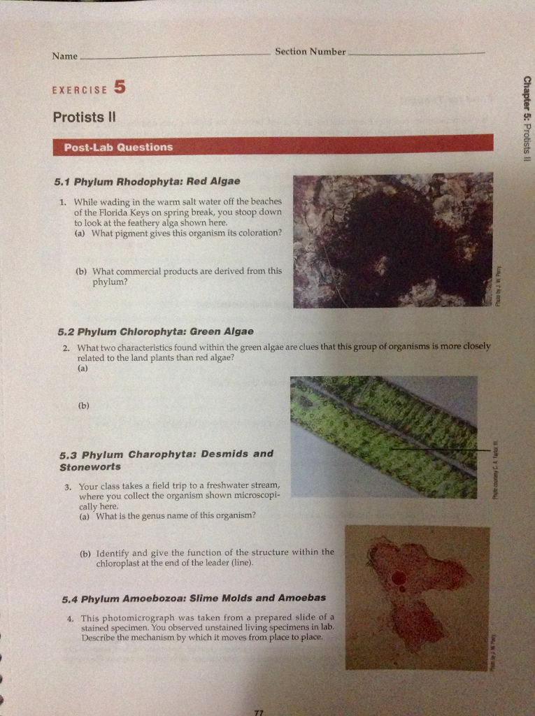 Solved Name Section Number EXERCISE Protists II Post-Lab | Chegg.com