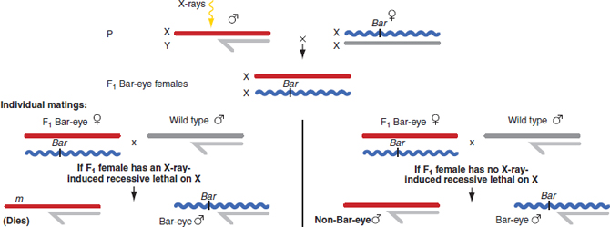 Solved Remember that balancer chromosomes prevent the | Chegg.com