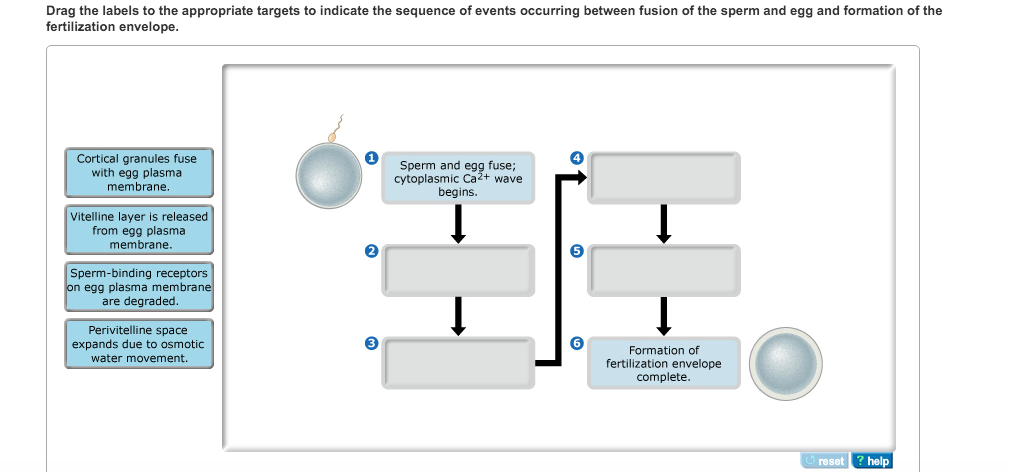 Solved Experimental results: Cytoplasmic Ca2+ concentration | Chegg.com
