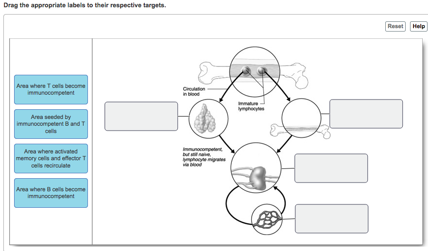 Area Seeded by Immunocompetent B and T Cells - Makai-has-Calderon