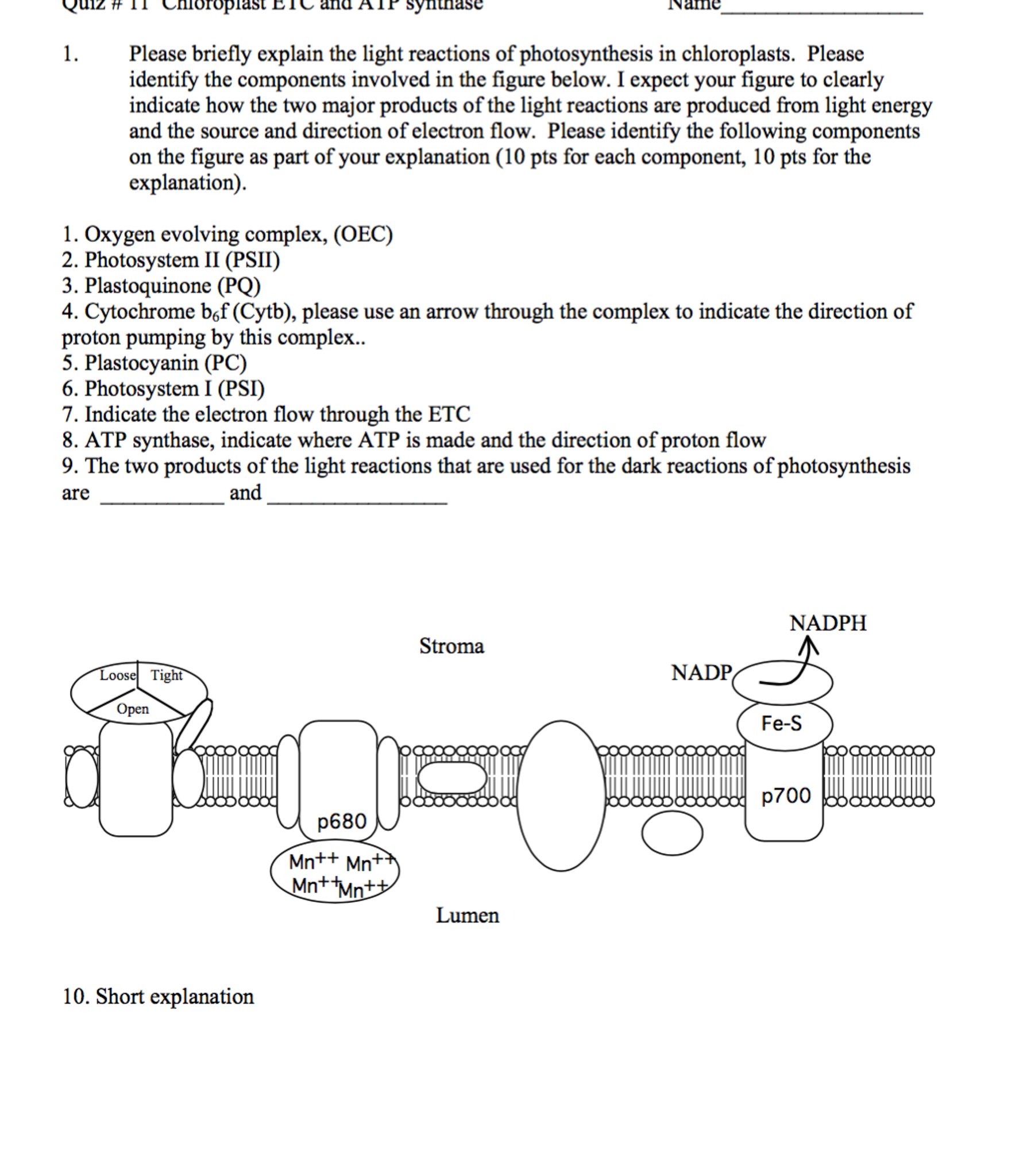 Solved Briefly explain the light reactions of photosynthesis | Chegg.com Solved Briefly explain the light reactions of photosynthesis | Chegg.com