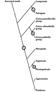 Solved The phylogenetic tree figure shows genera of moths | Chegg.com