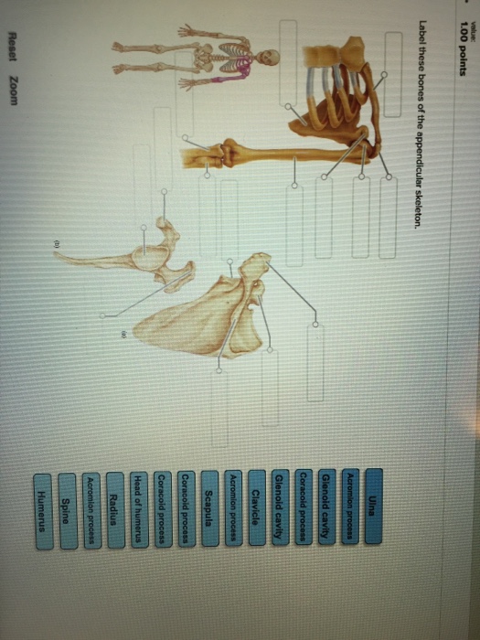 Solved Label these bones of the appendicular skeleton. | Chegg.com