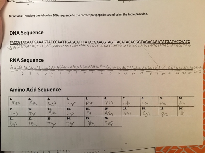 Solved Directions: Translate the following DNA sequence to | Chegg.com
