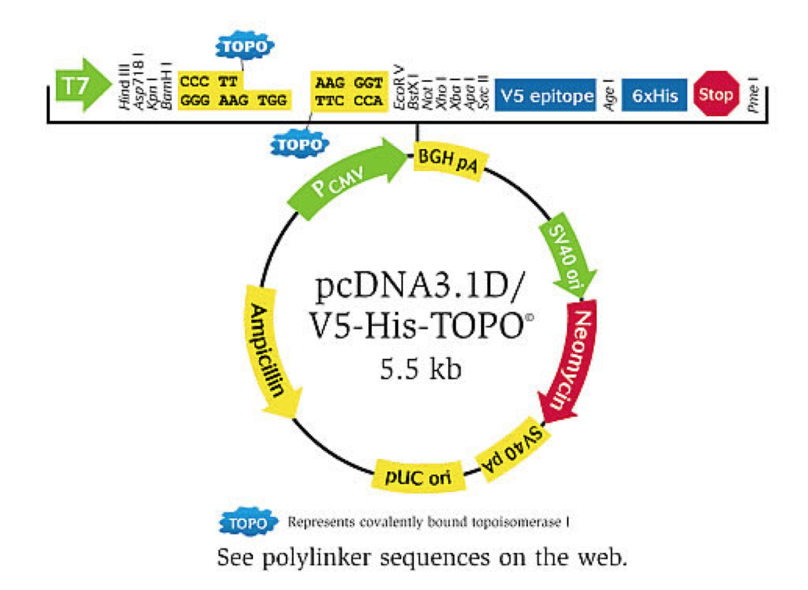 Solved 1 Using The Map Of A Eukaryotic Expression Vector