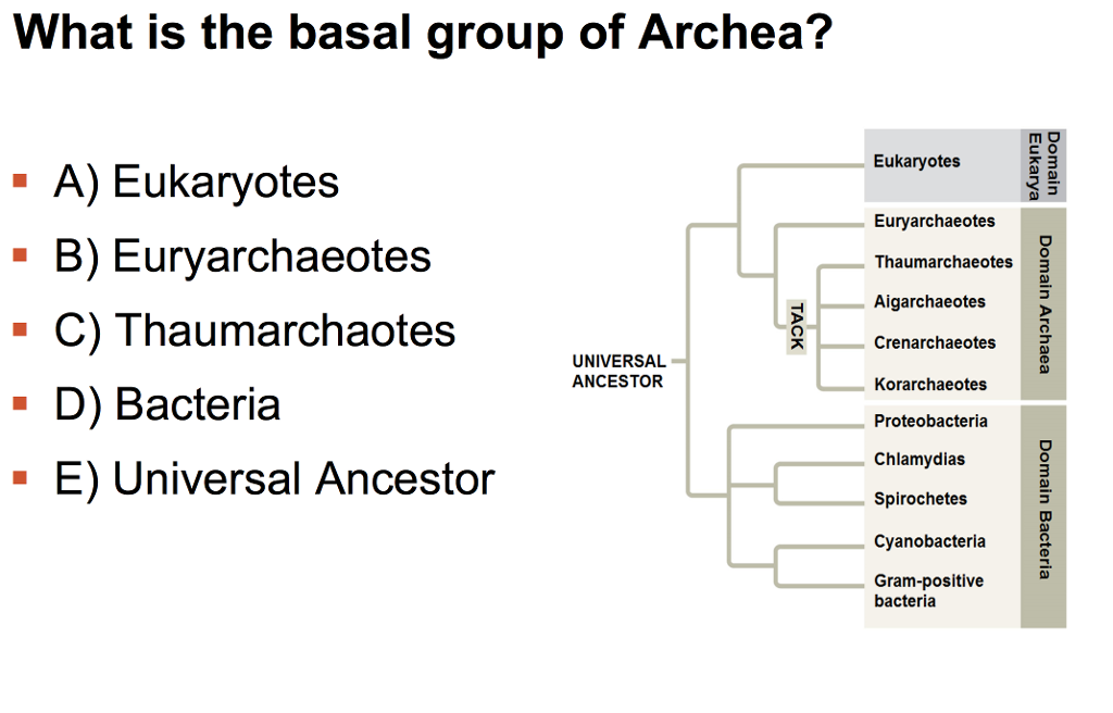 Solved What is the basal group of Archea? Eukaryotes A) | Chegg.com
