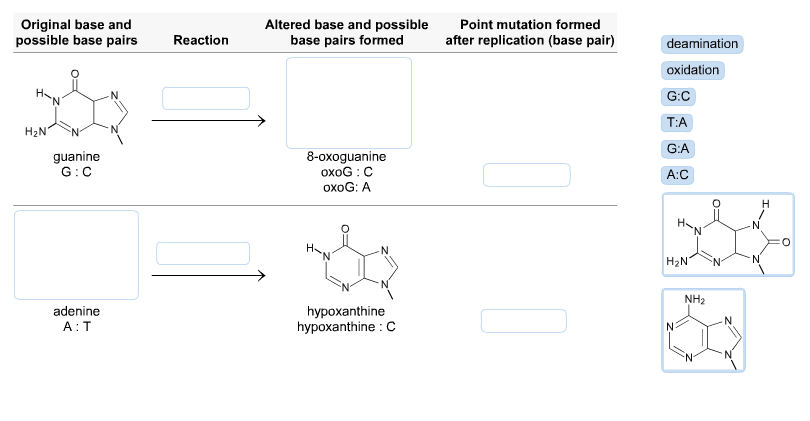 Solved Reactions such as oxidation or deamination can alter | Chegg.com