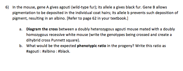 Solved In the mouse, gene A gives agouti (wild-type fur): | Chegg.com