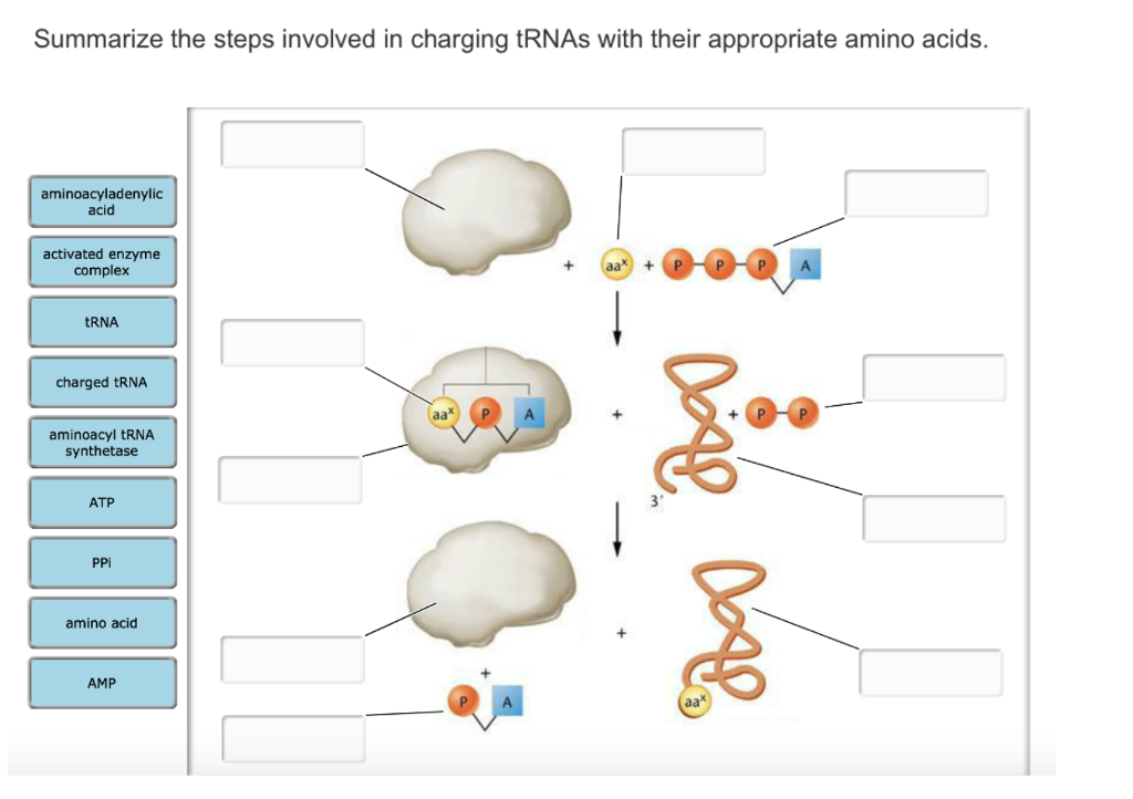Solved Summarize the steps involved in charging tRNAs with | Chegg.com