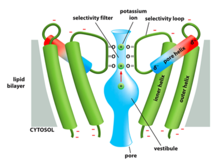 Solved Consider the selectivity filter of the K+ channel. | Chegg.com