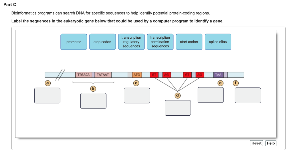 Solved Part C Bioinformatics programs can search DNA for | Chegg.com